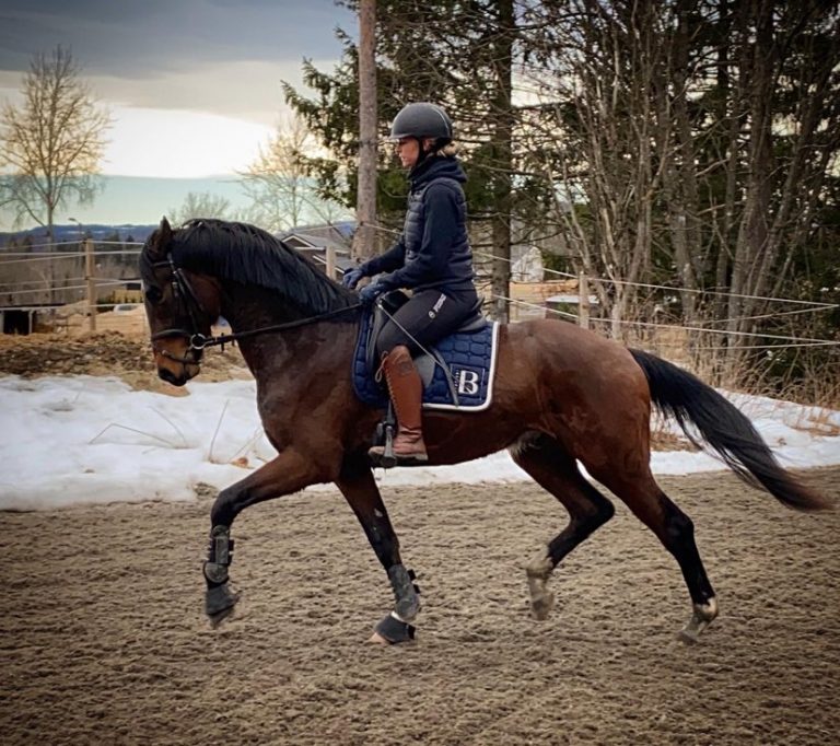 Norsk Varmblod hingstekåring 2021: Disse stiller til kåring