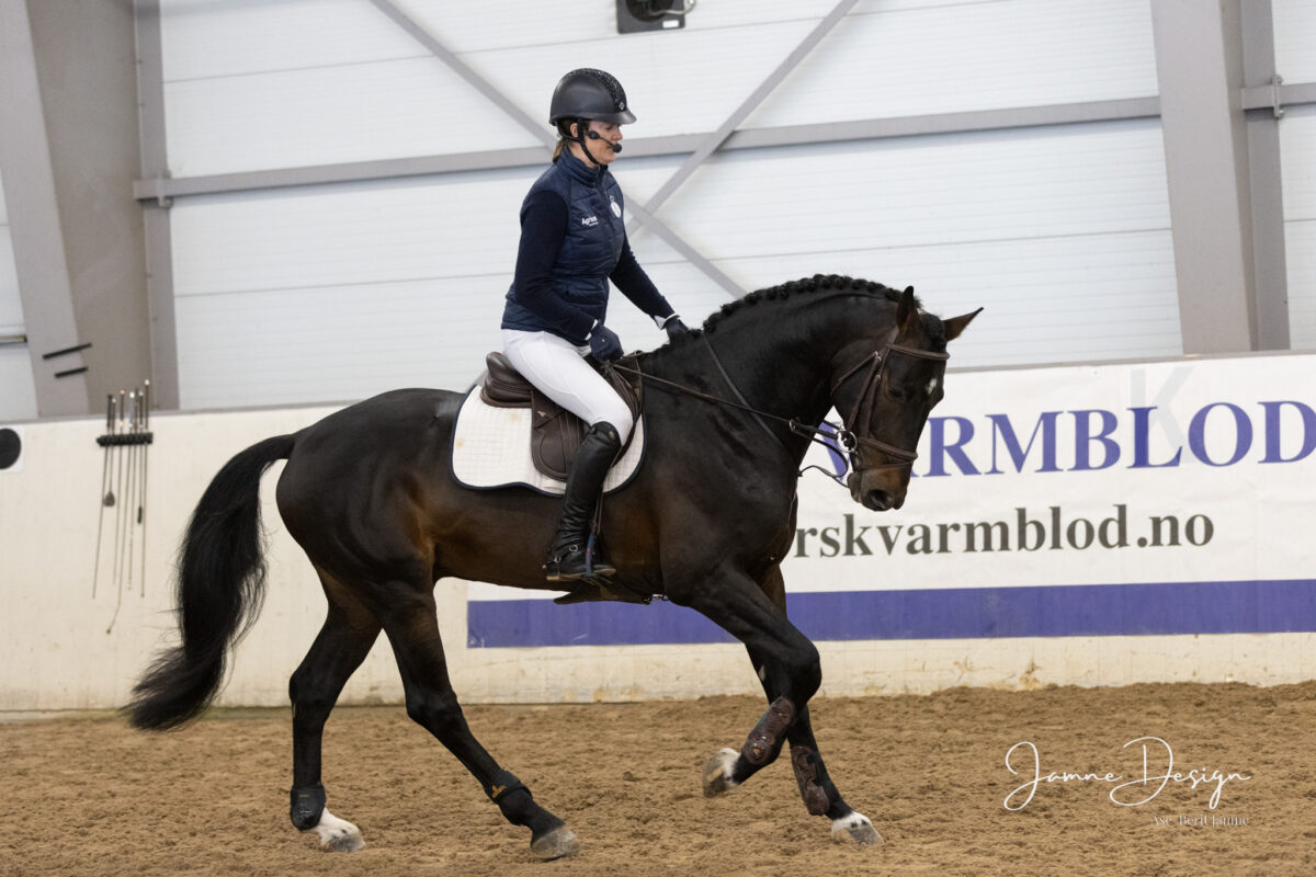 Champion Unghestfinaler - her er vinnerne! - Norsk Varmblod
