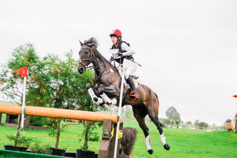 Norsk Varmblod har en 4* feltrittshest - Norsk Varmblod