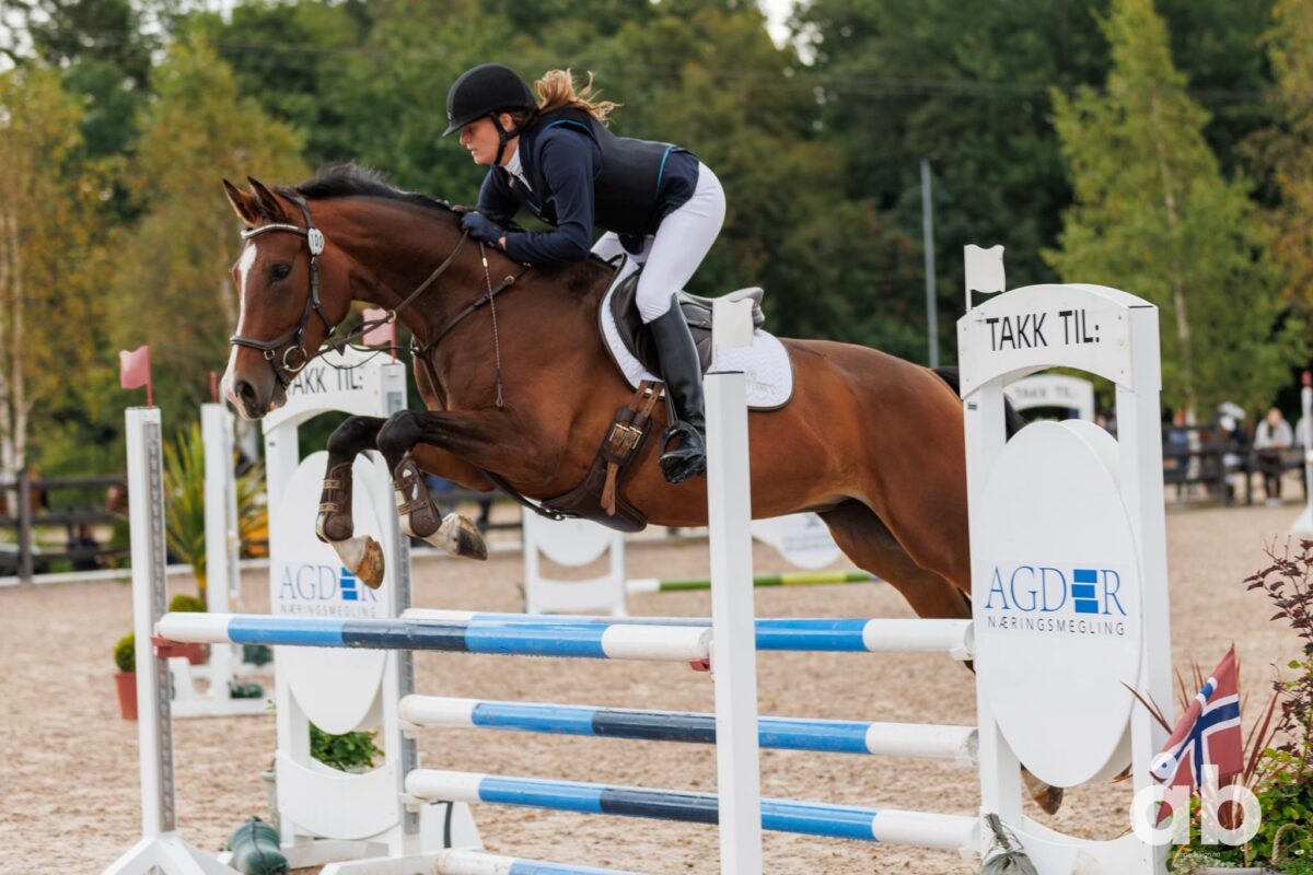 Breeders Open for 4-åringer 2024 - Norsk Varmblod